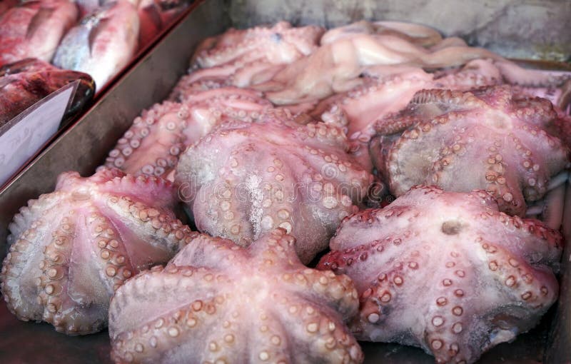 Fresh Octopus in the Market Stock Image - Image of seafood, mollusk ...