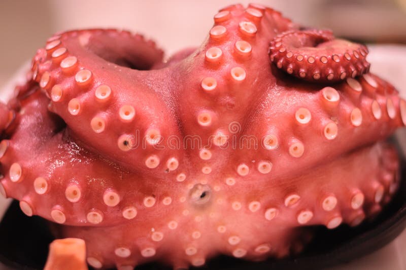 Raw Octopus at the Market stock image. Image of seasonal - 77921755