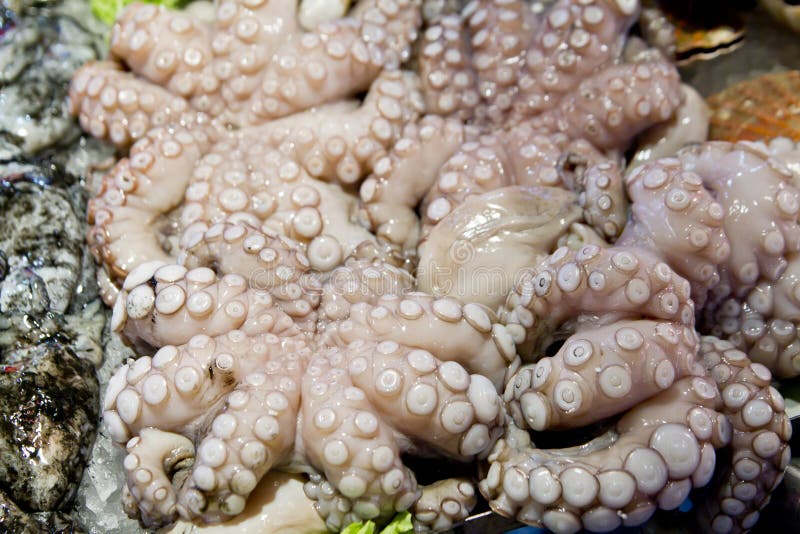 Fresh octopus stock photo. Image of sunny, catch, pilchards - 37608204