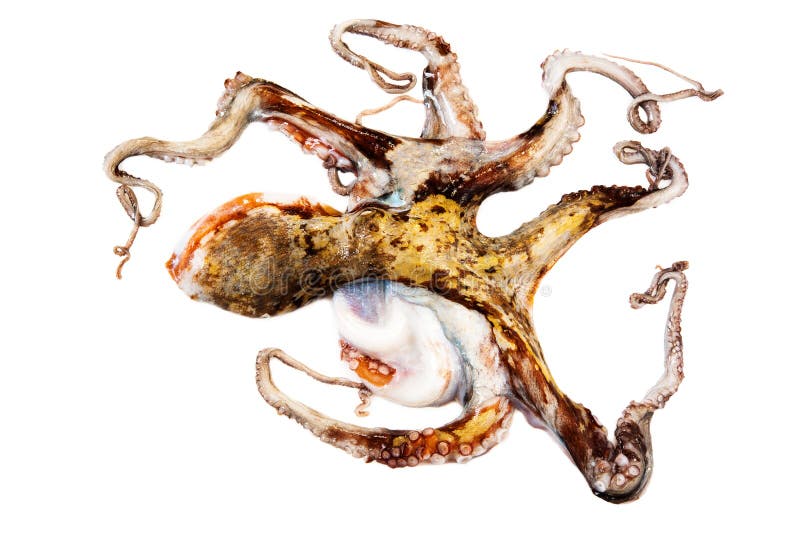 Fresh octopus stock image. Image of ingredient, purple - 50558957