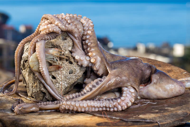 Octopus on Rocks. stock photo. Image of monstrous, horror - 64265240