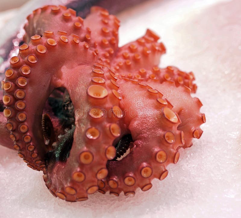 Fresh Octopus at Valencian Market Stock Photo - Image of close, cooked ...