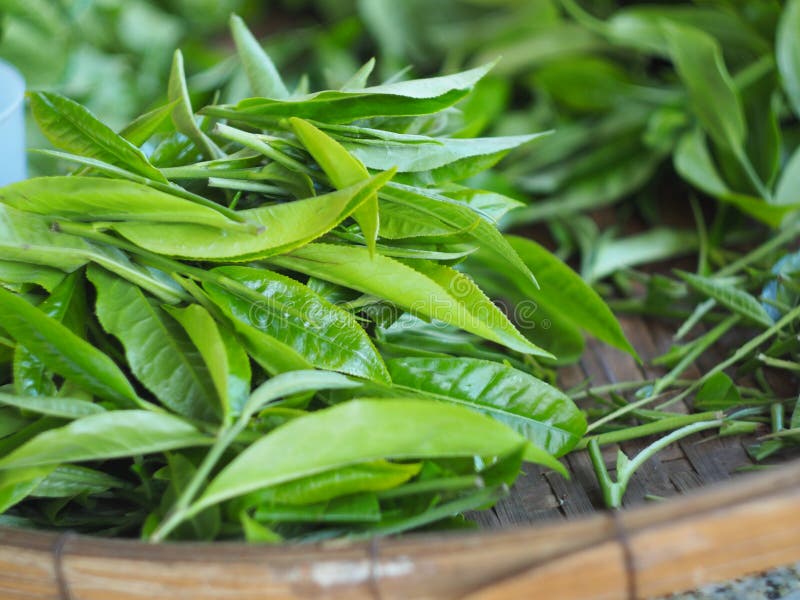 Fresh Tea Leaf Fram on Chiangmai Mountain Fram Stock Image - Image of ...