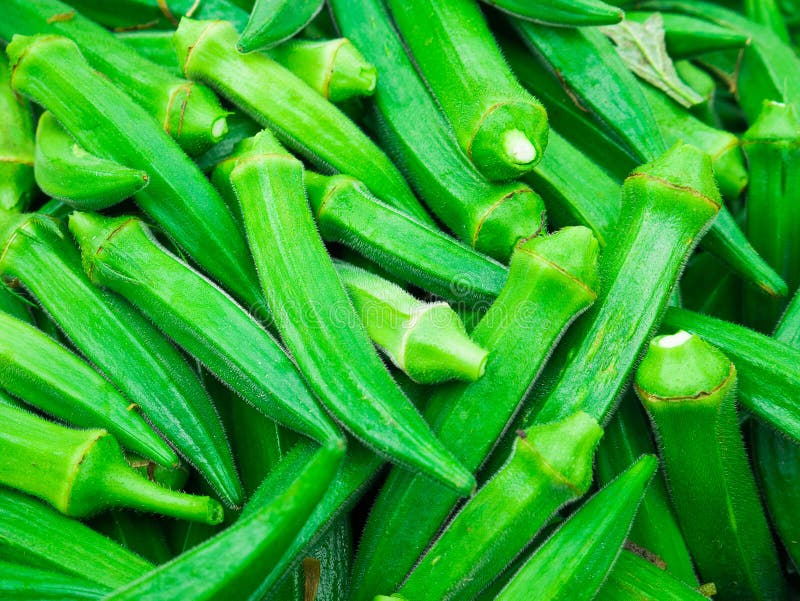 The fresh okra. stock photo. Image of delicious, harvest - 100166384