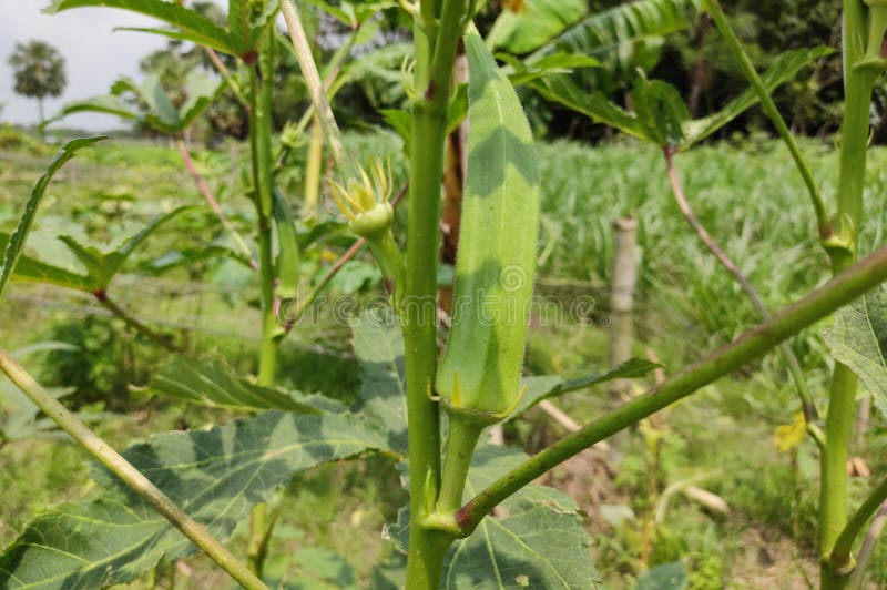Okra on a tree stock image. Image of farm, eggplant - 184753829