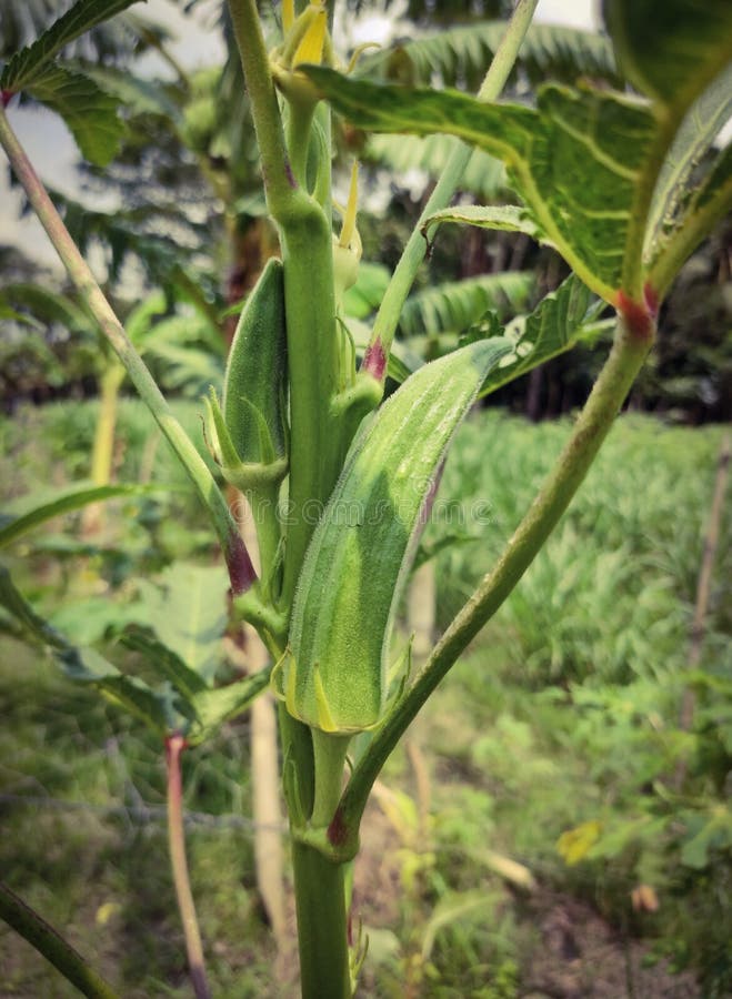 Okra on a tree stock photo. Image of asian, bangladesh - 184753886