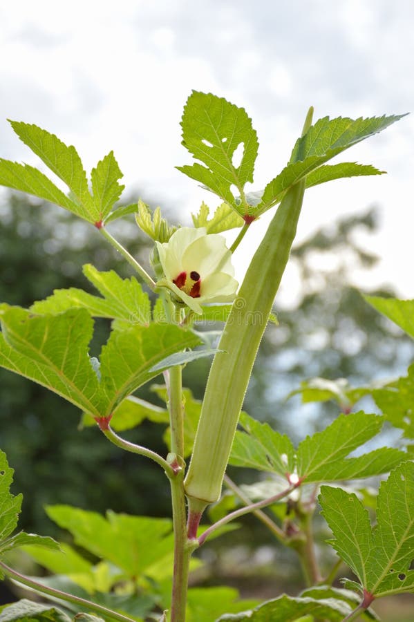 Okra tree in nature garden stock image. Image of healthy - 117363407