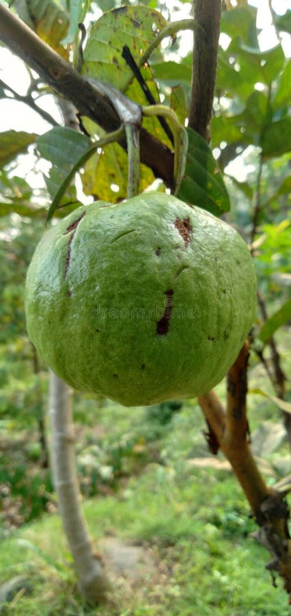 Fresh and Old Crystal Guava Stock Image - Image of crystal, vegetables ...