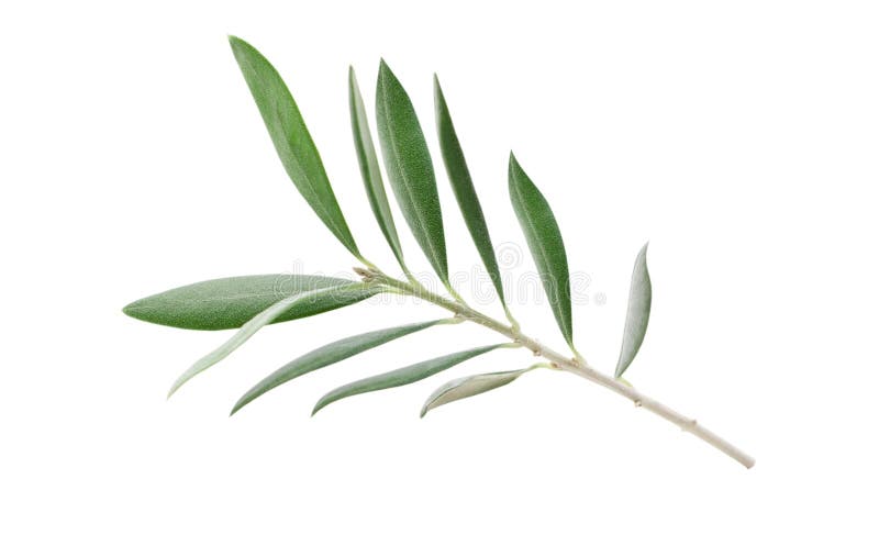 Fresh Olive Branch Leaves Isolated on White Background Stock Photo ...