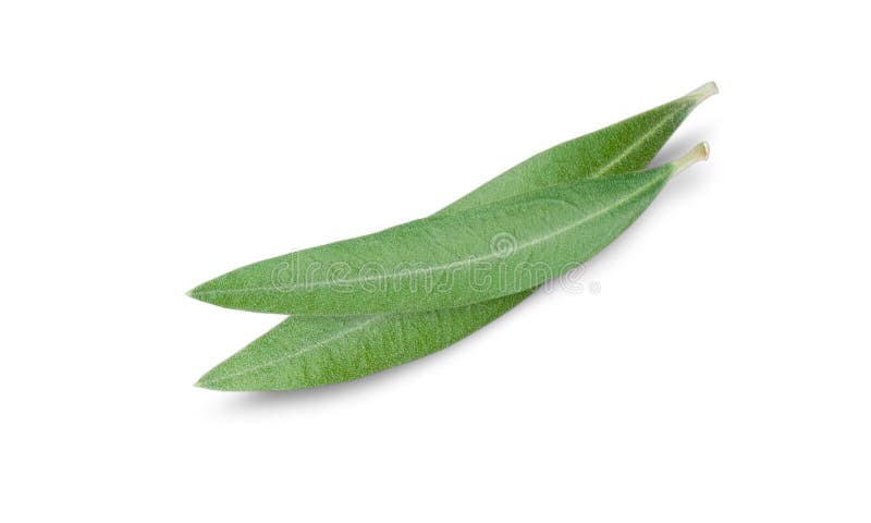 Fresh Olive Leaves Isolated on White Background. Stock Image - Image of ...