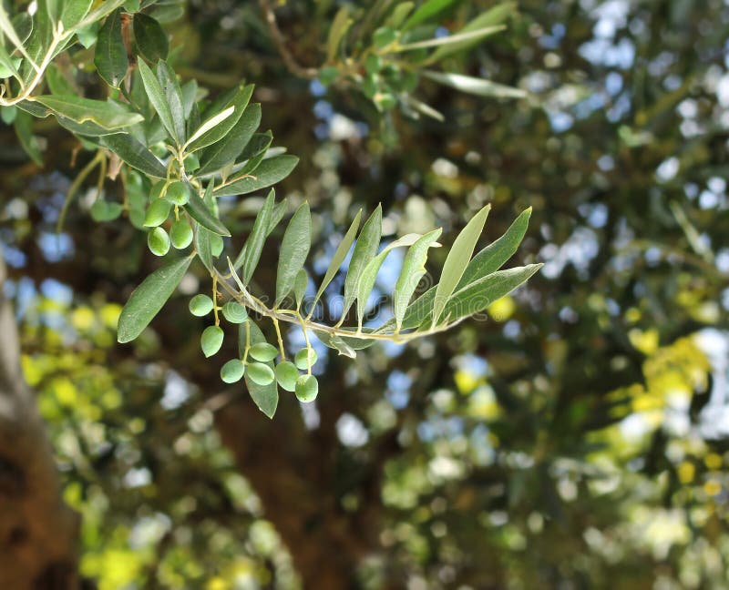 Fresh Olive Tree Branch with Olives Stock Image - Image of fresh ...