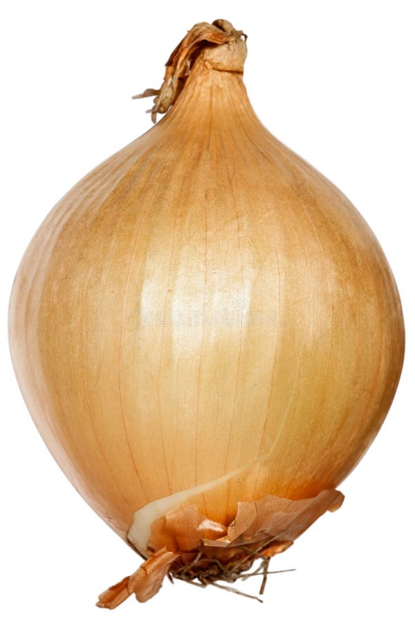 Fresh onion stock image. Image of isolated, ingredient - 11279061