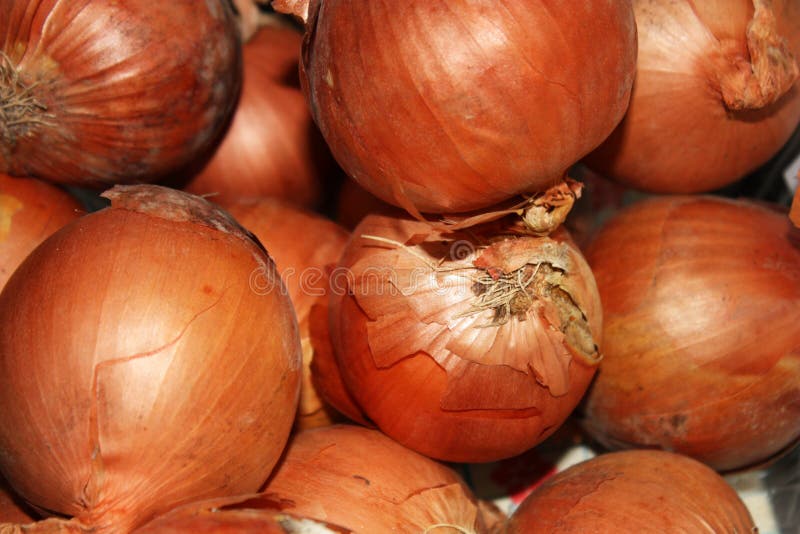 Fresh onion stock image. Image of fresh, meal, harvest - 12922463