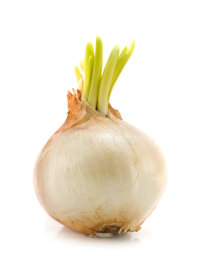Fresh onion stock photo. Image of vegetable, food, green - 18520496