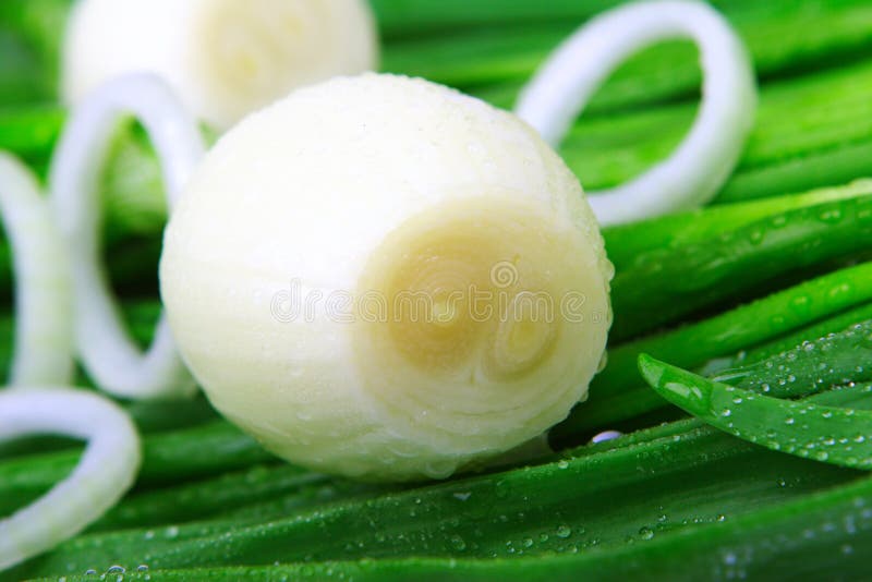 Fresh onion stock photo. Image of bunch, chive, aroma, food - 740446
