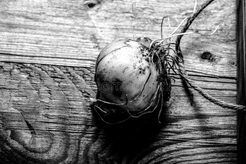 Fresh Onion in a Burned Rustic Texture Box for Background. Rough ...