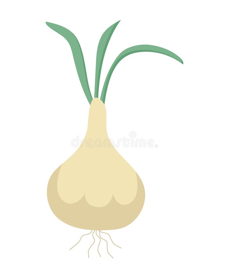Fresh onion design stock vector. Illustration of vegan - 239944970