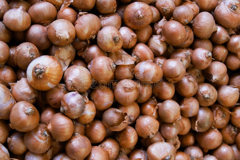 Fresh onion at the market stock photo. Image of common - 70852292