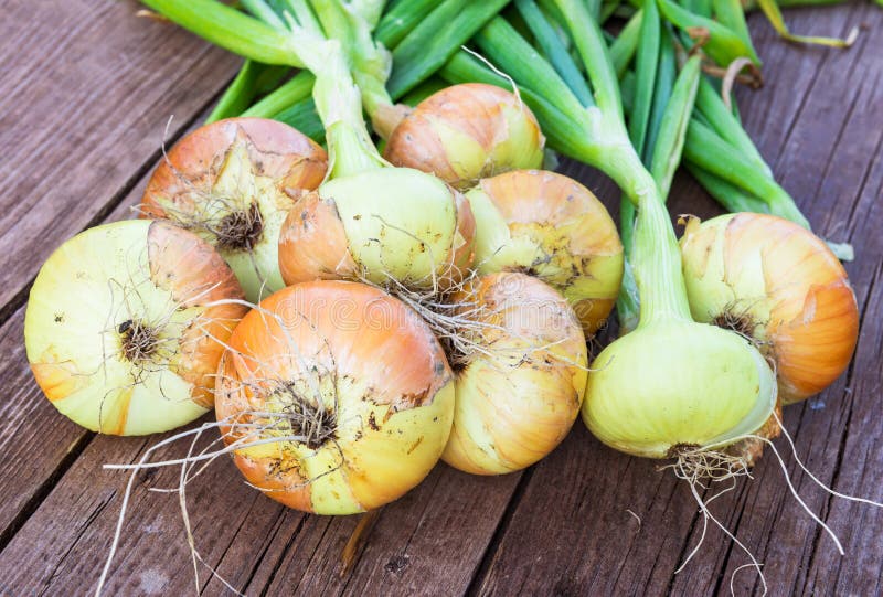 Fresh onion at the market stock image. Image of close - 115636429