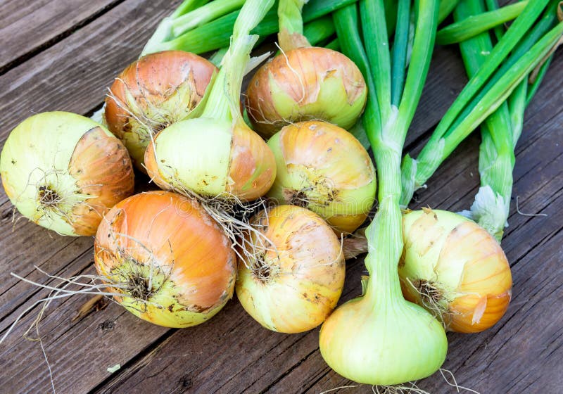 Fresh onion stock photo. Image of dirt, plant, table - 53668226