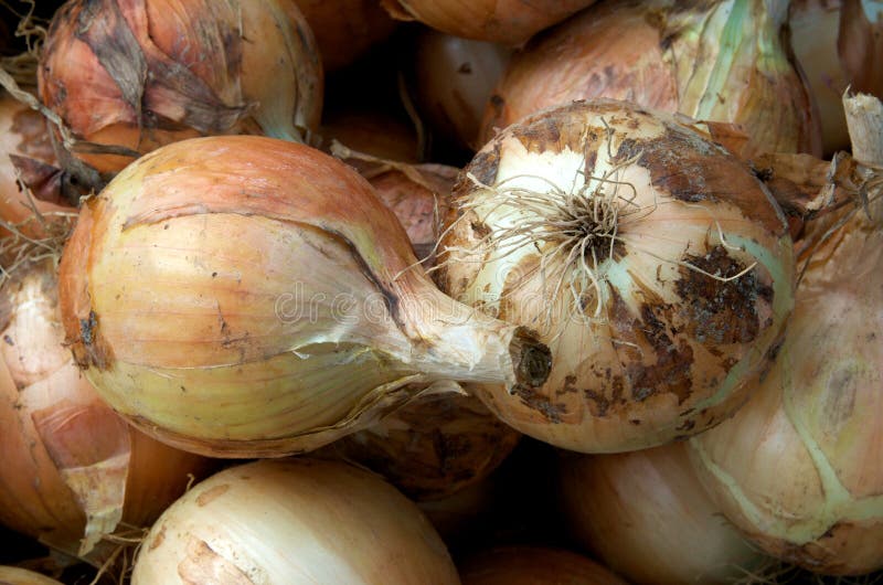 Fresh Onions stock image. Image of food, nature, diet - 10390117