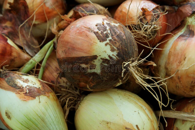 Fresh Onions stock image. Image of nutrition, onions - 15224303