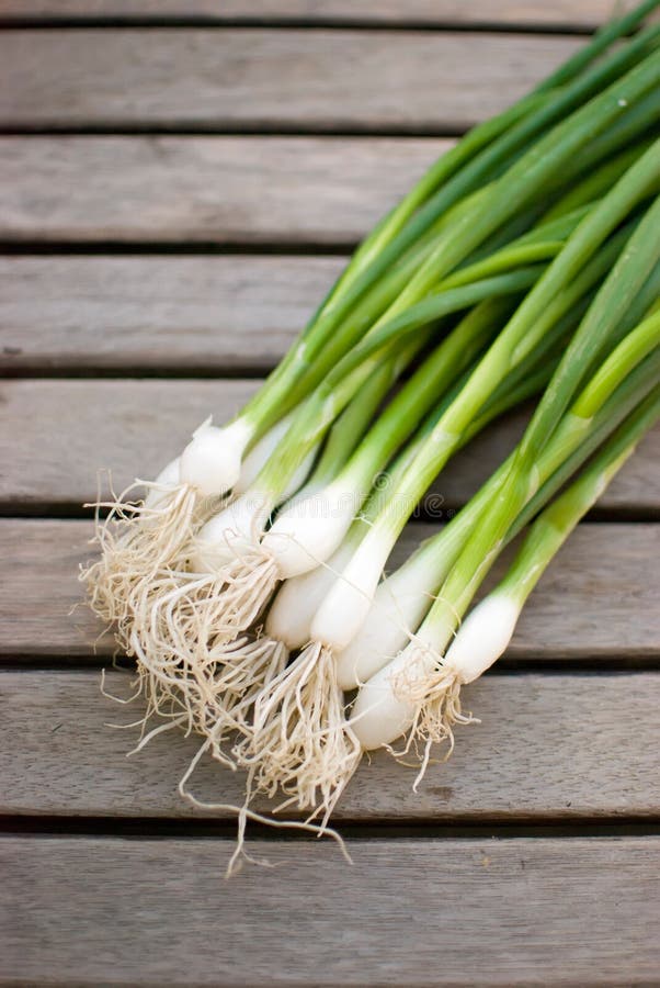 Fresh onions stock image. Image of chef, eating, green - 25819773
