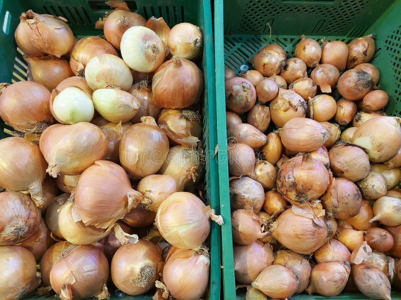 Fresh onions in boxes stock photo. Image of vegetable - 211265742