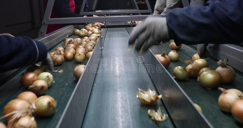 The Process of Sorting Onions on the Conveyor Belt of a Modern ...