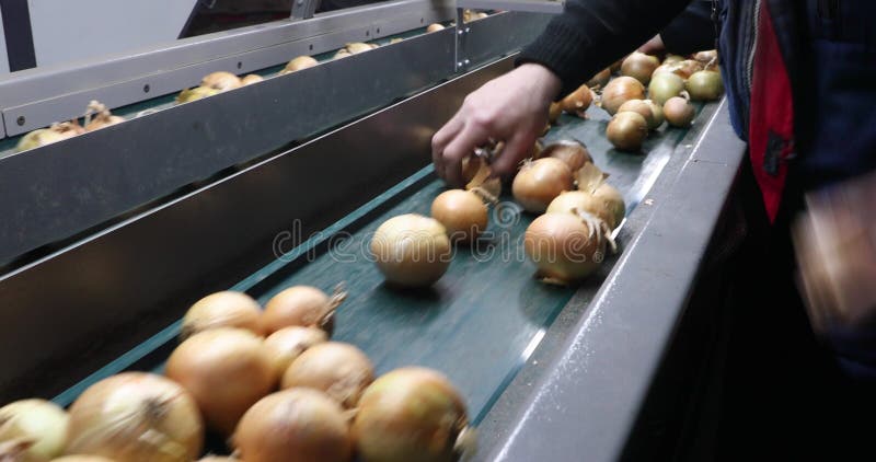 The Process of Sorting Onions on the Conveyor Belt of a Modern ...