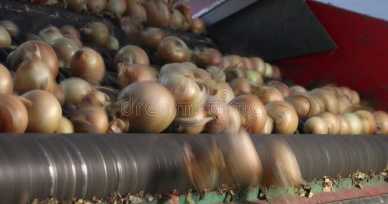 The Process of Sorting Onions on the Conveyor Belt of a Modern ...
