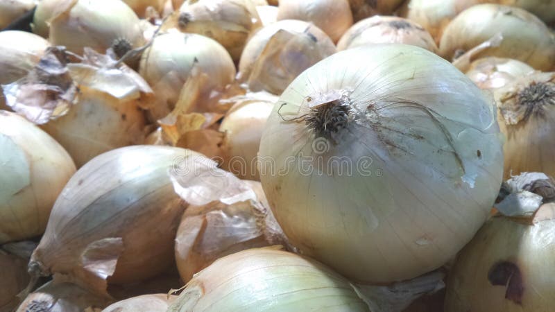 Fresh Onions stock photo. Image of market, onion, food - 52179740