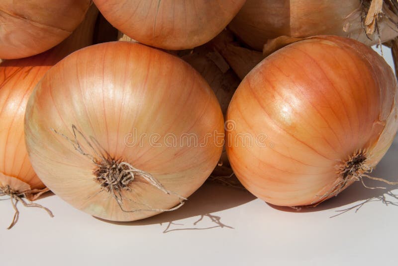 Fresh onions stock photo. Image of vitamin, yield, farming - 33799778