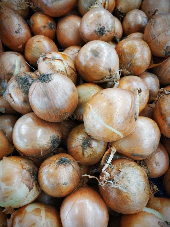 Onion is an Ingredient for All Kinds of Dishes Stock Image - Image of ...