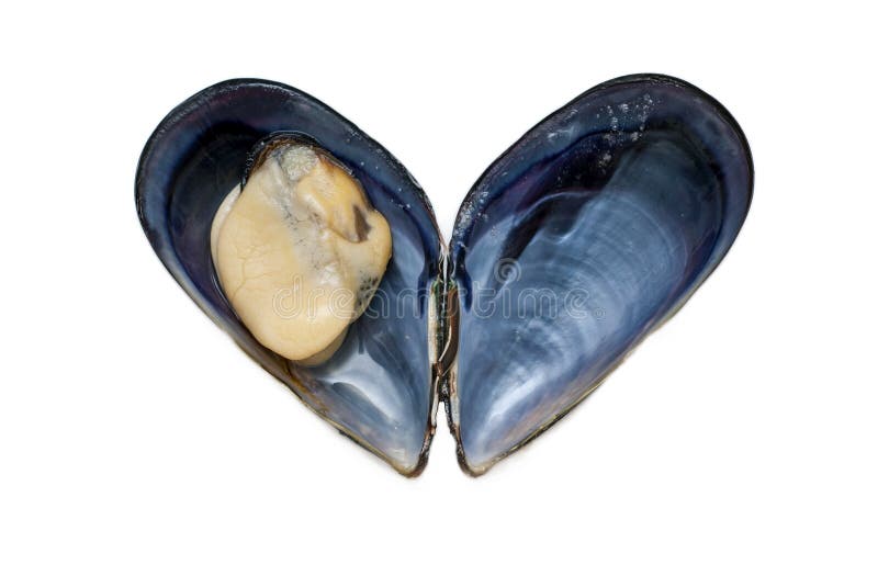 Fresh Open Black Mussel in the Shell Stock Photo - Image of shellfish ...