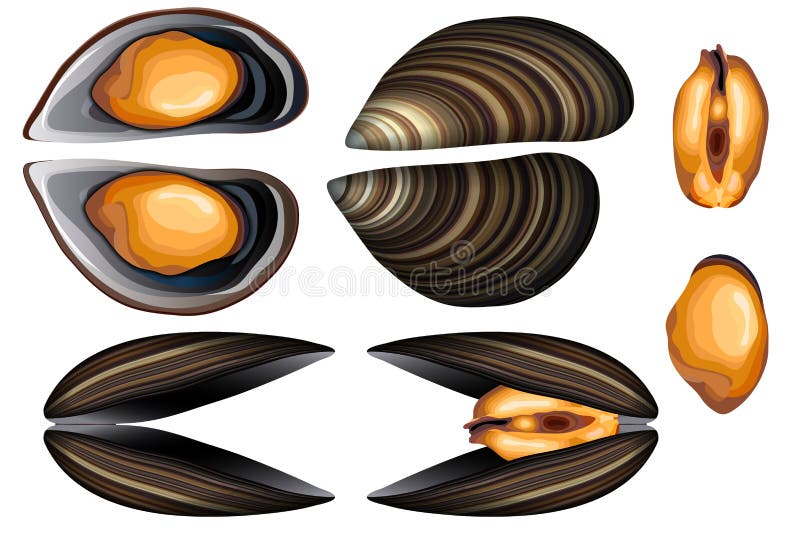 Mussels Stock Illustrations – 2,812 Mussels Stock Illustrations ...