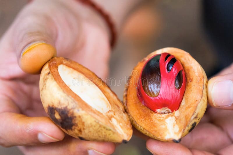 Nutmeg Fruit Cut Open stock image. Image of spice, hold - 48395793