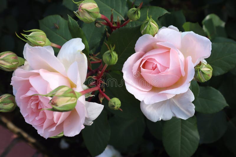 Fresh Opened Buds of Pale Pink Roses Stock Photo - Image of macro ...
