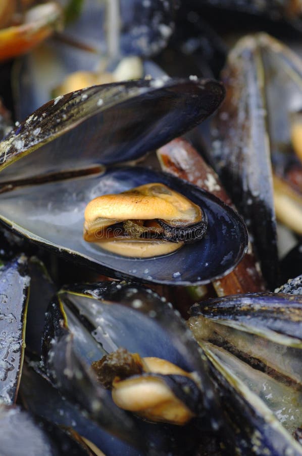 Mussels stock image. Image of saint, mussel, normandy - 33497003