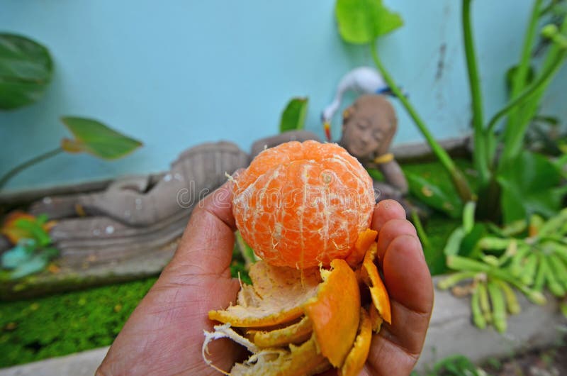 Fresh Opened Orange with Shells Stock Image - Image of organic, small ...