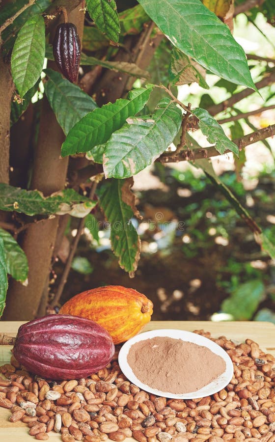 Fresh oragnic cacao crop stock photo. Image of pods - 156182736