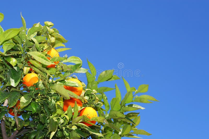 Fresh orange stock photo. Image of spring, juice, vitamin - 4417522