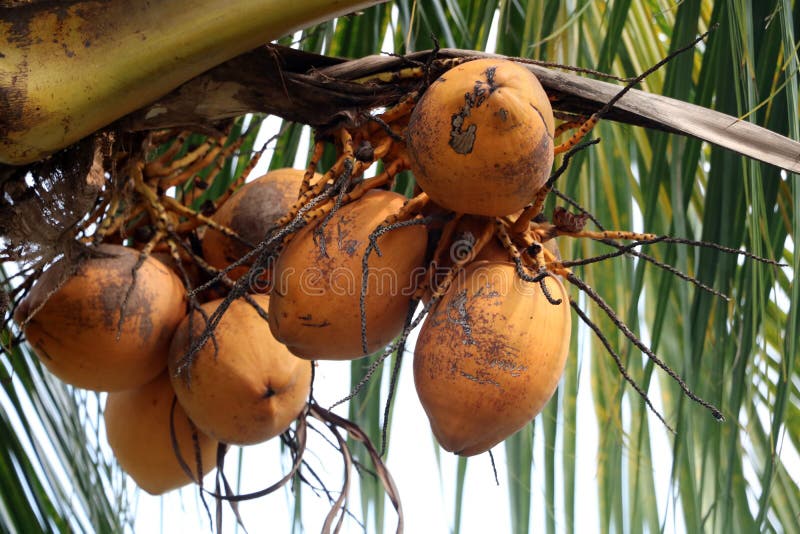 Fresh orange coconut stock image. Image of nature, animal - 226299395