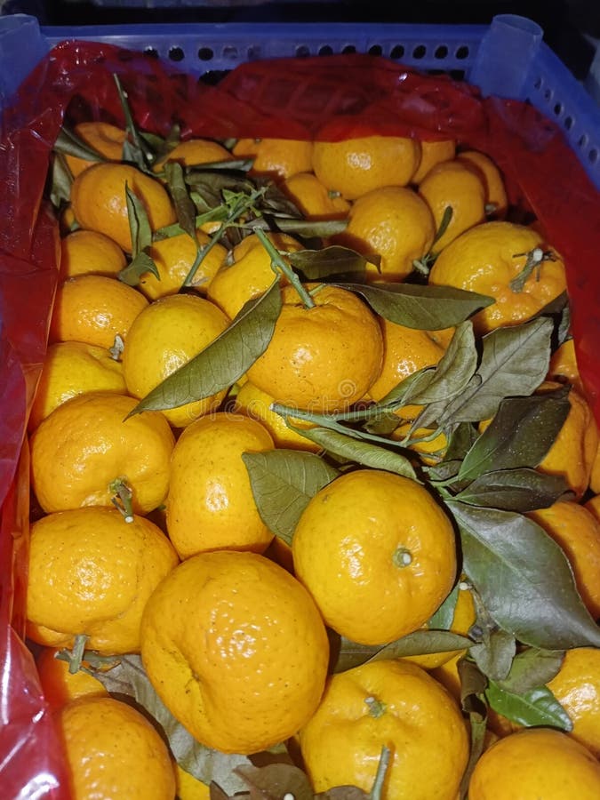 Fresh Orange Fruits is Orange Colour Stock Photo - Image of fresh ...