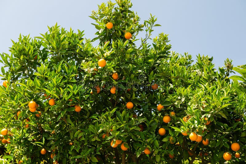 Fresh Orange Fruits on an Orange Tree Stock Image - Image of nature ...