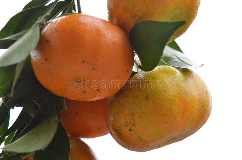 Fresh Orange in the Garden, Natural Stock Image - Image of beauty ...
