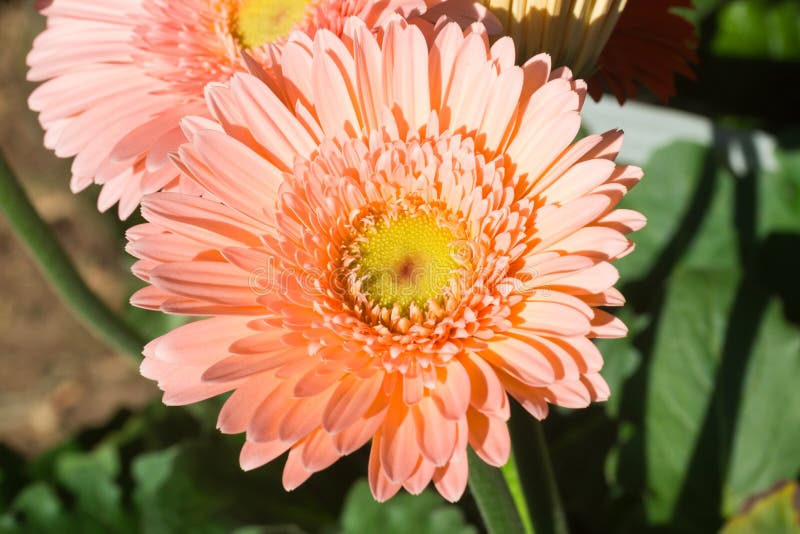 Fresh Orange Gerbera Flower Stock Image - Image of green, natural: 85878801