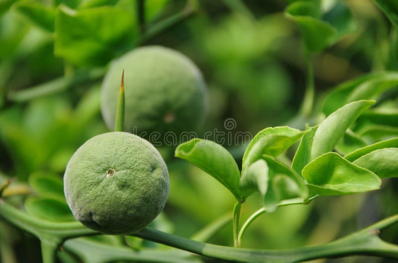 Fresh Orange stock photo. Image of growth, groves, farm - 75021684