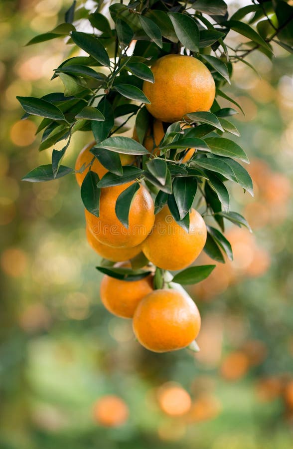 Fresh orange stock photo. Image of garden, orange, growth - 50084362