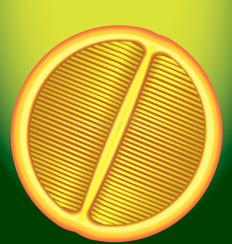 Longitudinal Stock Illustrations – 1,068 Longitudinal Stock ...